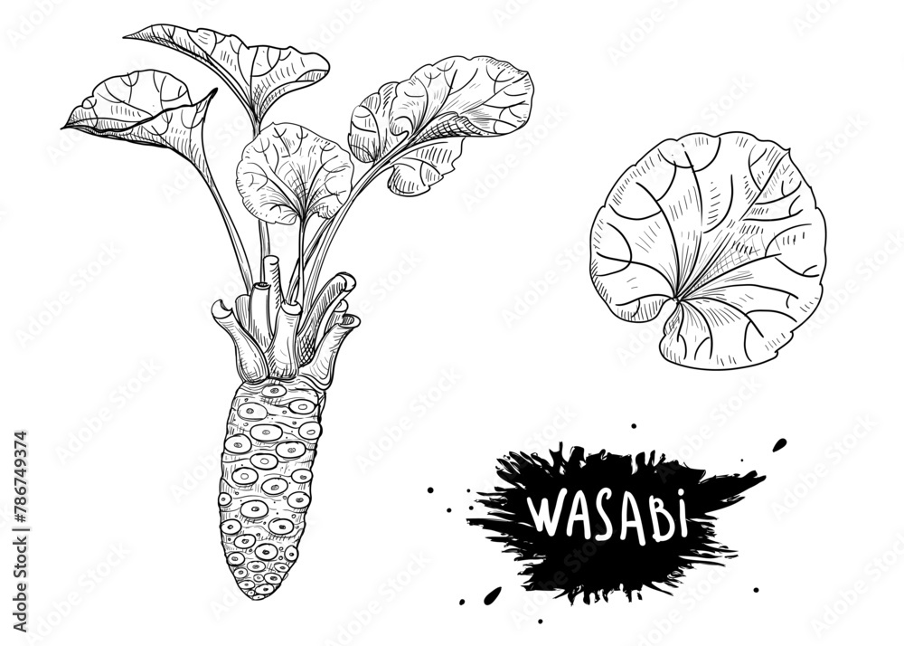Hand drawn sketch black and white illustration of wasabi, root, leaf ...