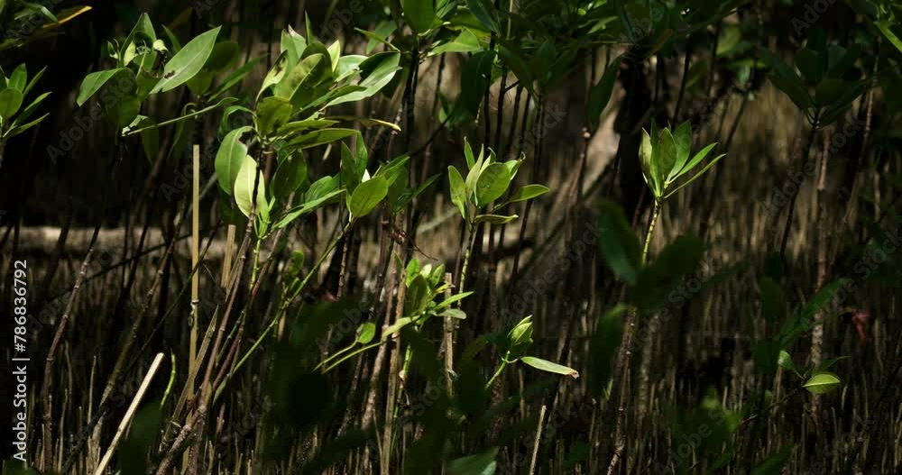 Replanted mangrove seedling growing in the undergrowth of a mangrove ...