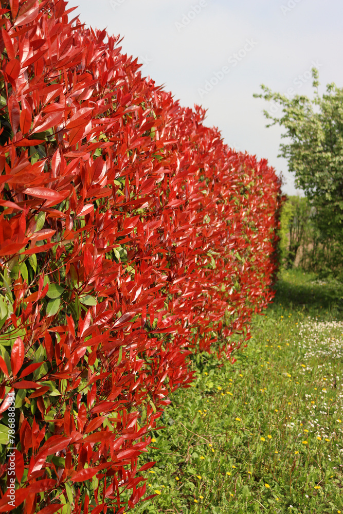 Red Robin Photinia hedge with many red leaves on springtime. Photinia x ...
