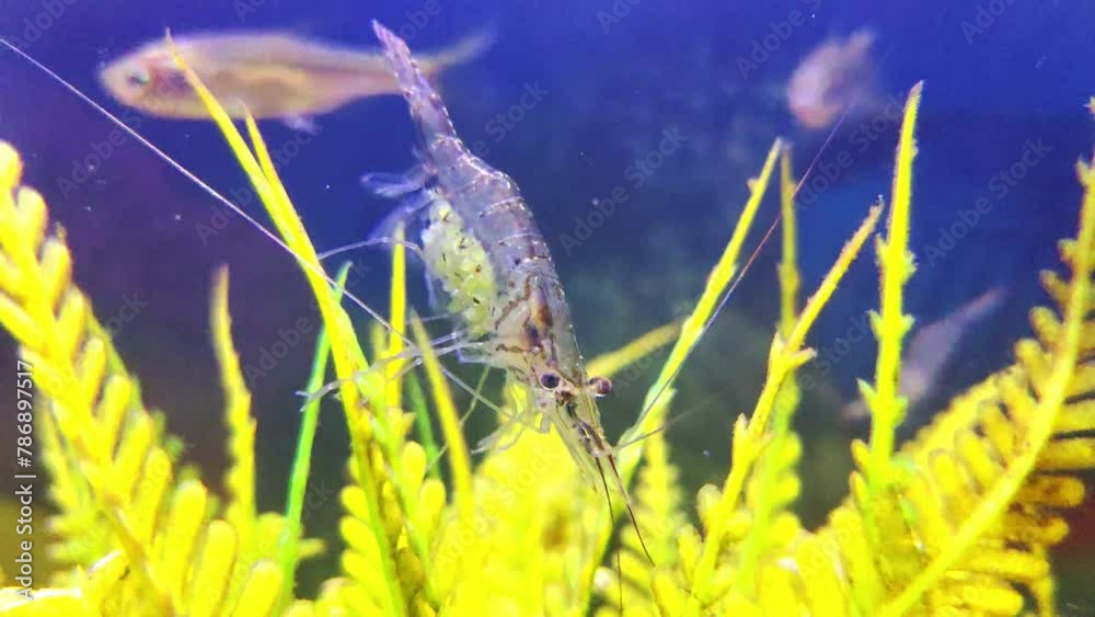 shrimp hatching egg on grass underwater, commercial shrimp hatchery ...