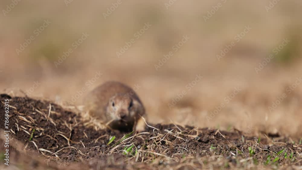 Vidéo Stock Gopher digs a hole for himself, little ground squirrel or ...