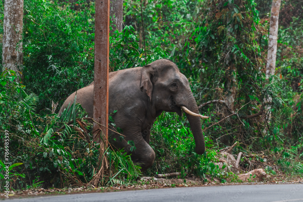 Its body is gray, its snout is called the trunk. The trunk of the Asian ...