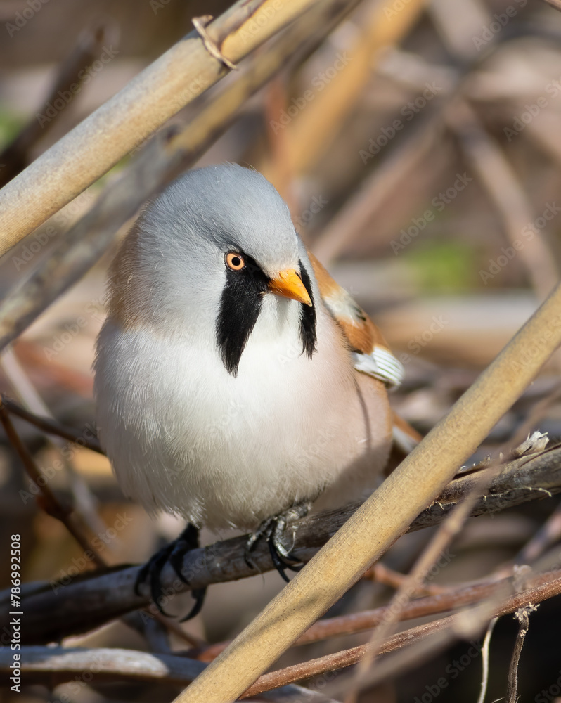 Bearded reedling, Panurus biarmicus. A male bird sits in a reed thicket ...