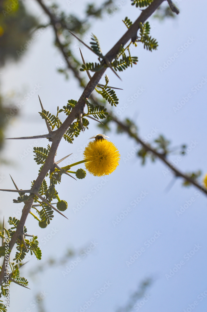 babul tree yellow flowers on blue sky background, egyptian acacia plant ...