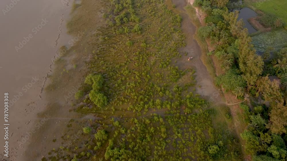 Aerial view of the Sundarbans shore at sunset in the India, the biggest ...