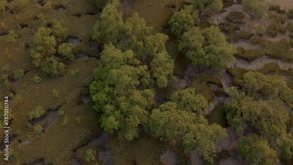 Aerial view of the Sundarbans shore at sunset in the India, the biggest ...
