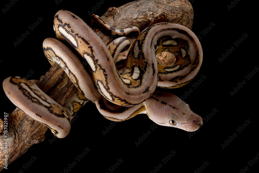 The Reticulated Python (Malayopython reticulatus) is a python species ...