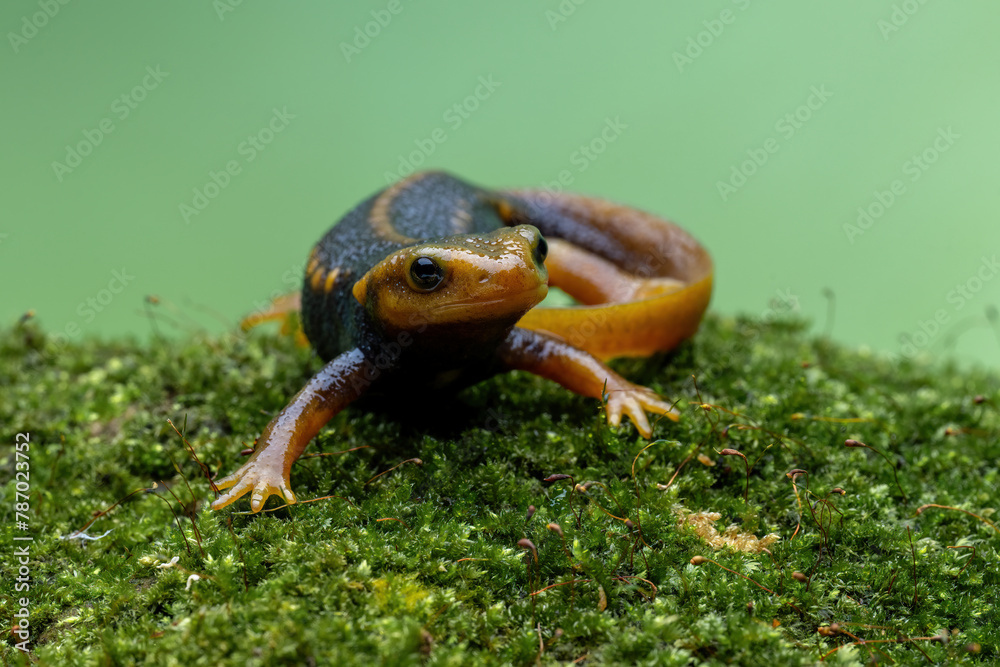 Himalayan Newt (Tylototriton verrucosus) is a species of newt found in ...