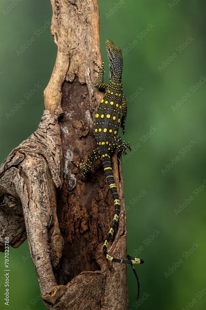 The Crocodile Monitor or Papuan Monitor or Salvadori's Monitor (Varanus ...