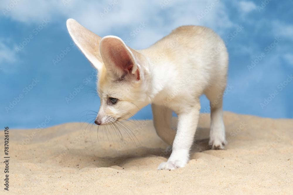 The Fennec Fox (Vulpes zerda) is the smallest fox species native to the ...