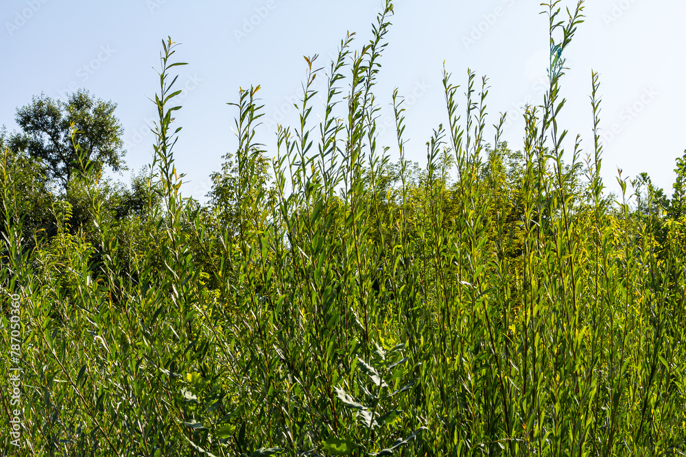 Salix purpurea purple willow or osier is a species of Salix native to ...
