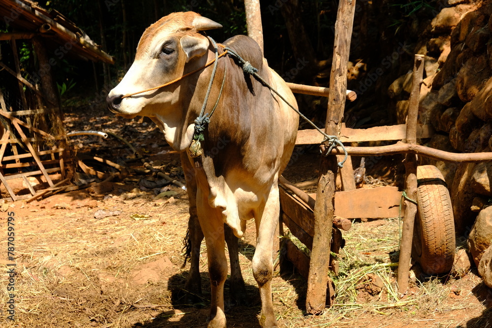 cows in the countryside. Indonesian cattle. Cows are herbivores that ...