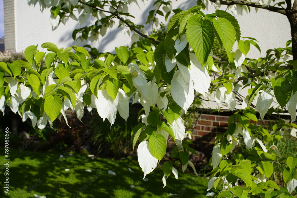 Davidia involucrata, the dove-tree, handkerchief tree, or is a medium ...