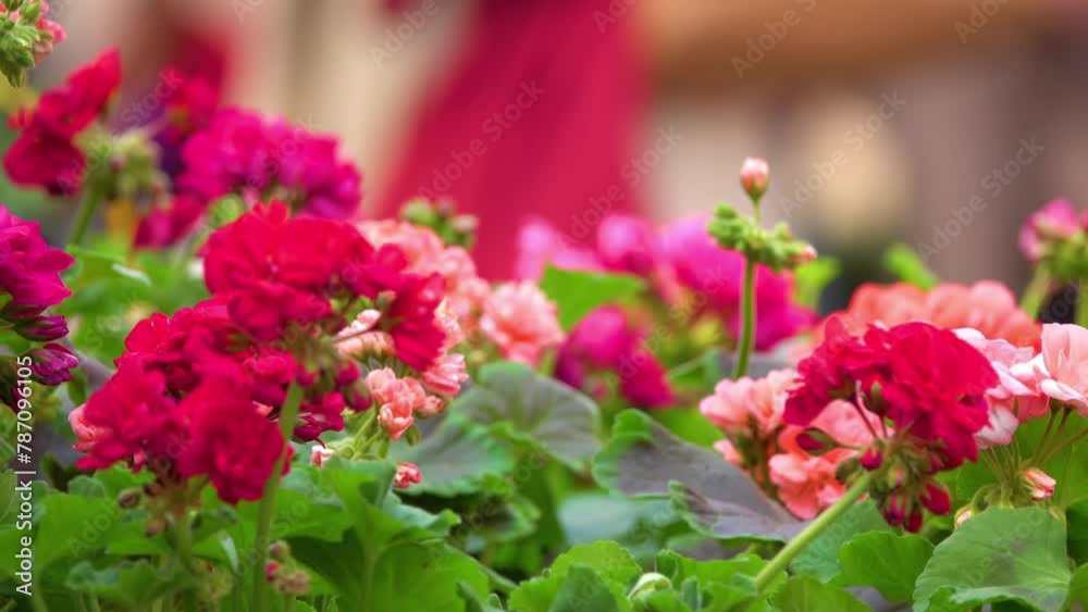 Pelargonium hortorum, (also called zonal geranium, garden geranium), is ...