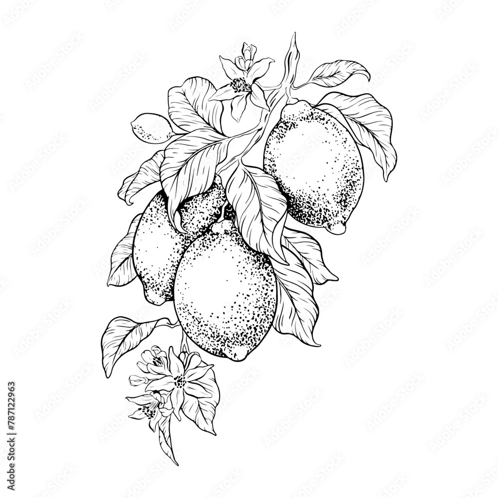 Hand drawn branch of Lemon fruits, leaves and flowers. Sketch vector ...