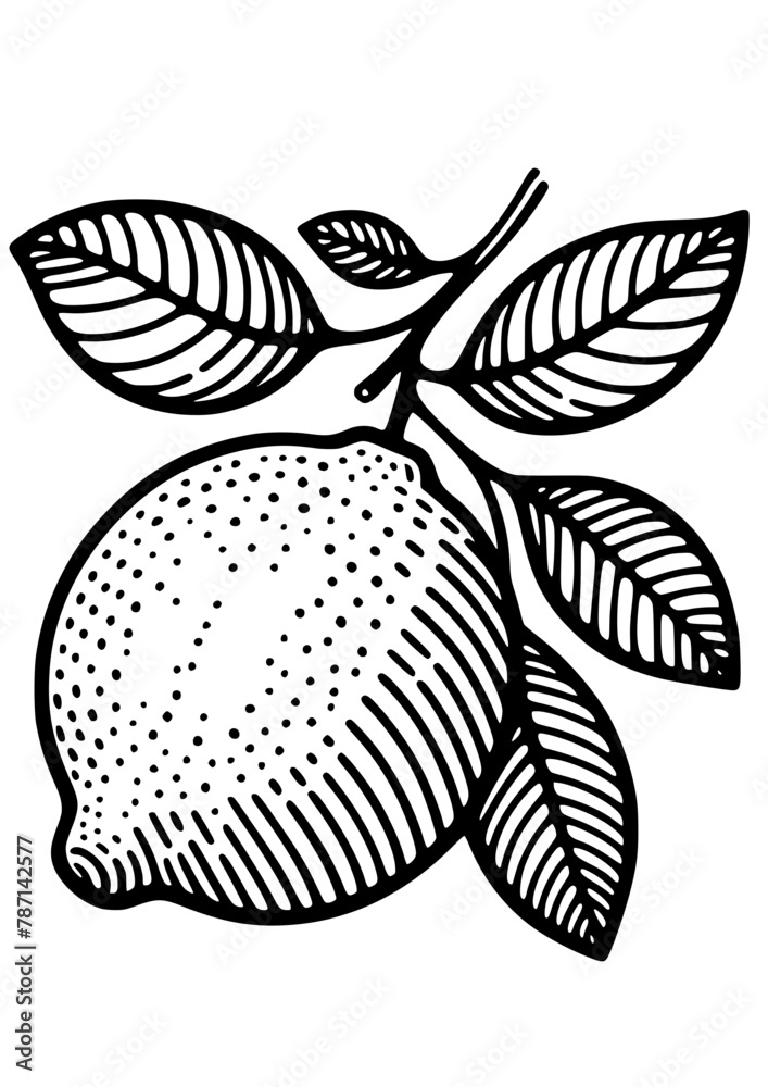 Lemon SVG, Lemon Line Art, Lemon Art Print, Lemon Silhouette, Citrus ...