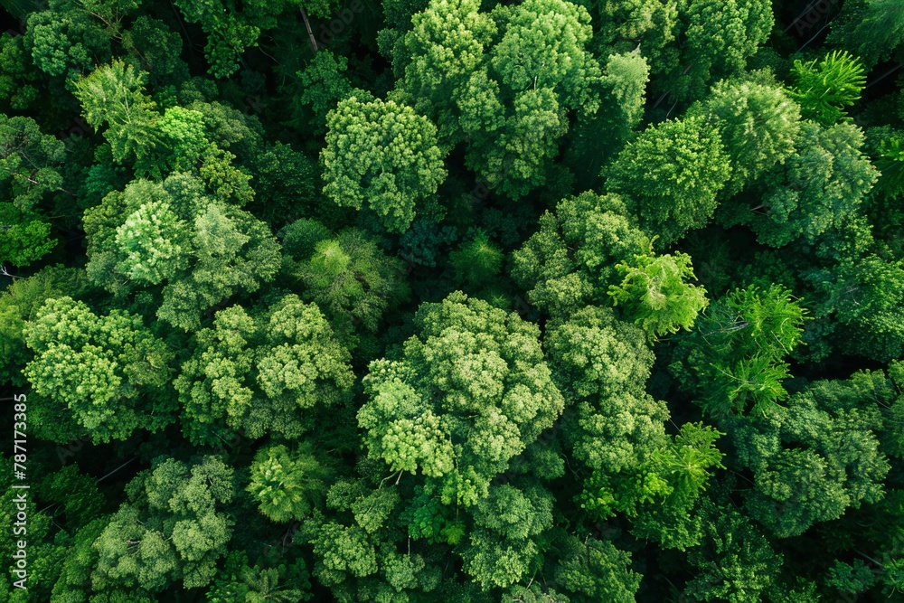 Aerial top view of green trees in forest. Drone view of dense green ...