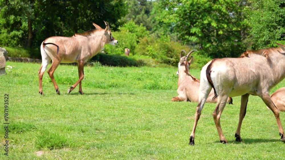 Vidéo Stock Roan antelope (Hippotragus equinus) is savanna antelope ...
