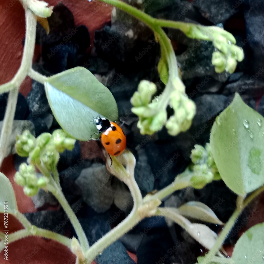 ladybird on a leaf: Ladybug: A red ladybug is on a green leaf of tree ...