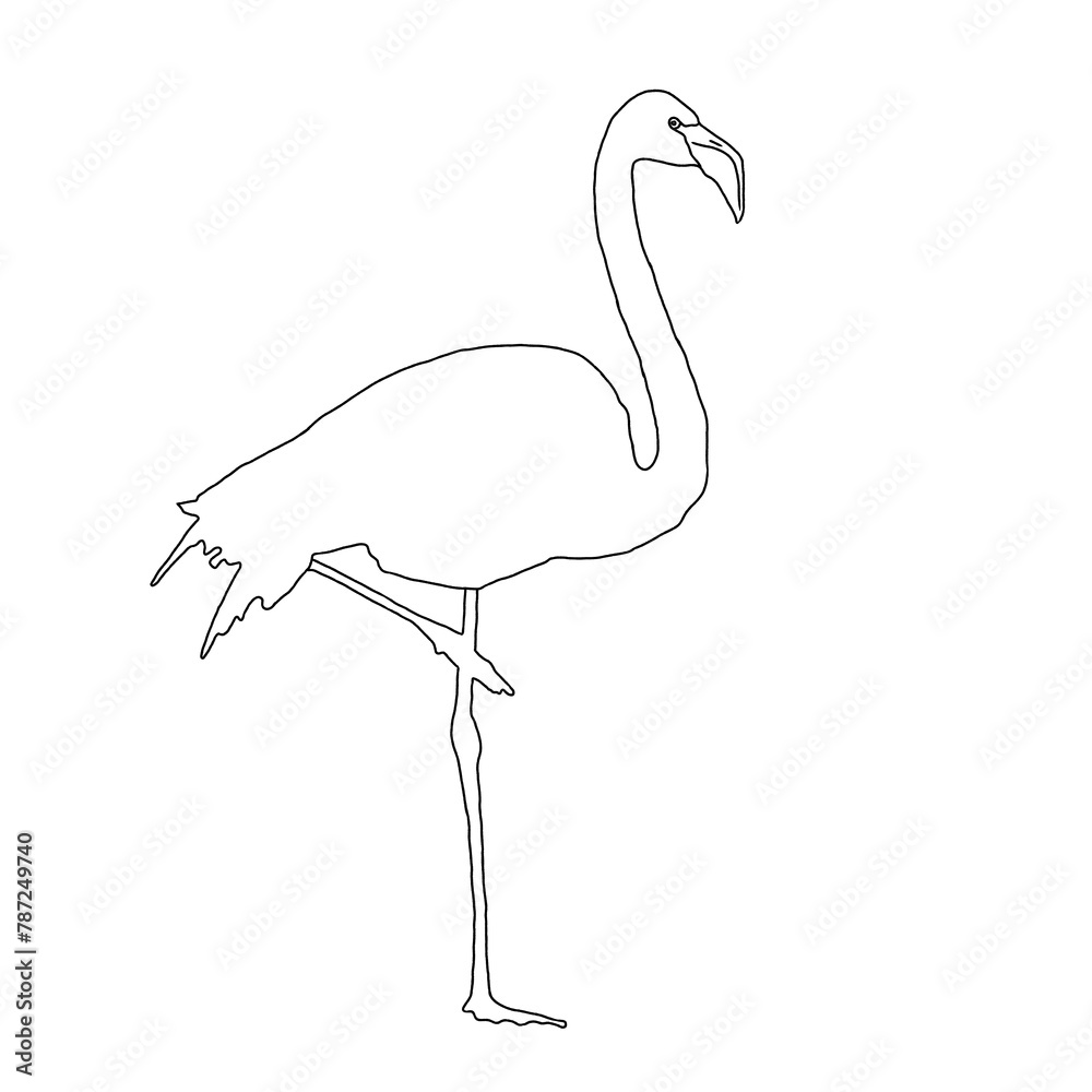 Flamingo Outline | Flamingo Coloring Page | Flamingo Drawing Stock ...