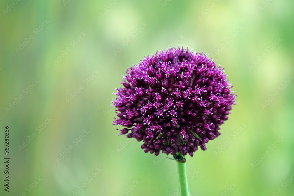 Broadleaf wild leek (Allium atroviolaceum) onions grow in deposits (dry ...