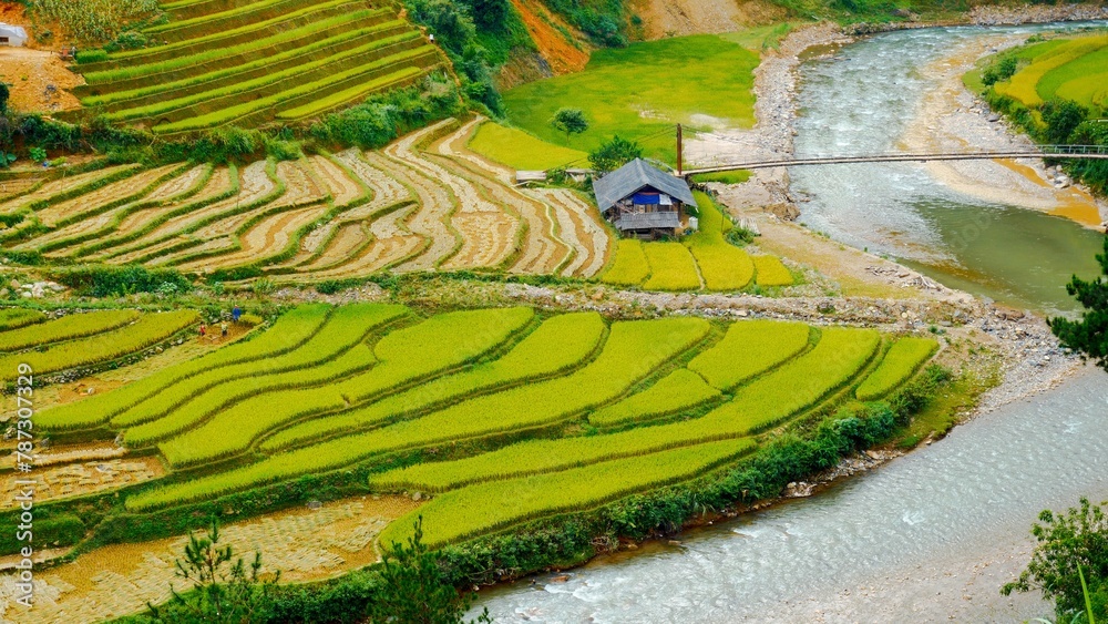 Rice terrace Field Green agriculture beautiful landscape. Ecosystem ...