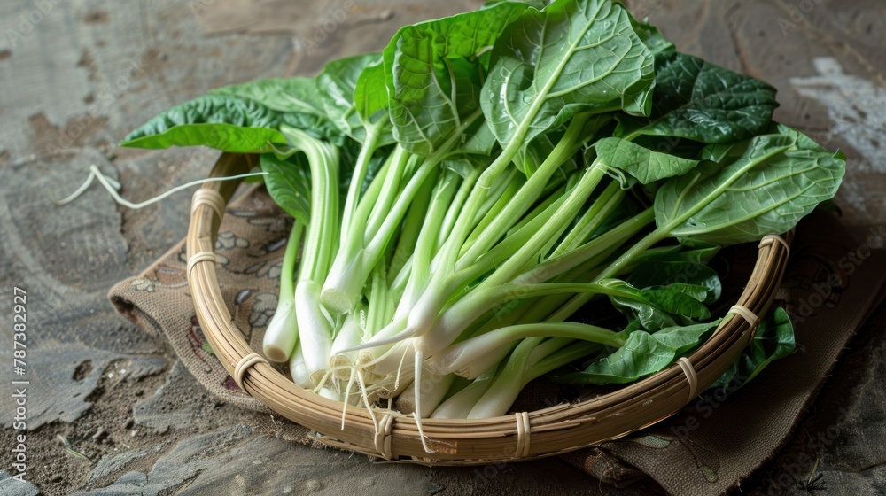 Udo, a spring vegetable, shown freshly picked with its spears and ...