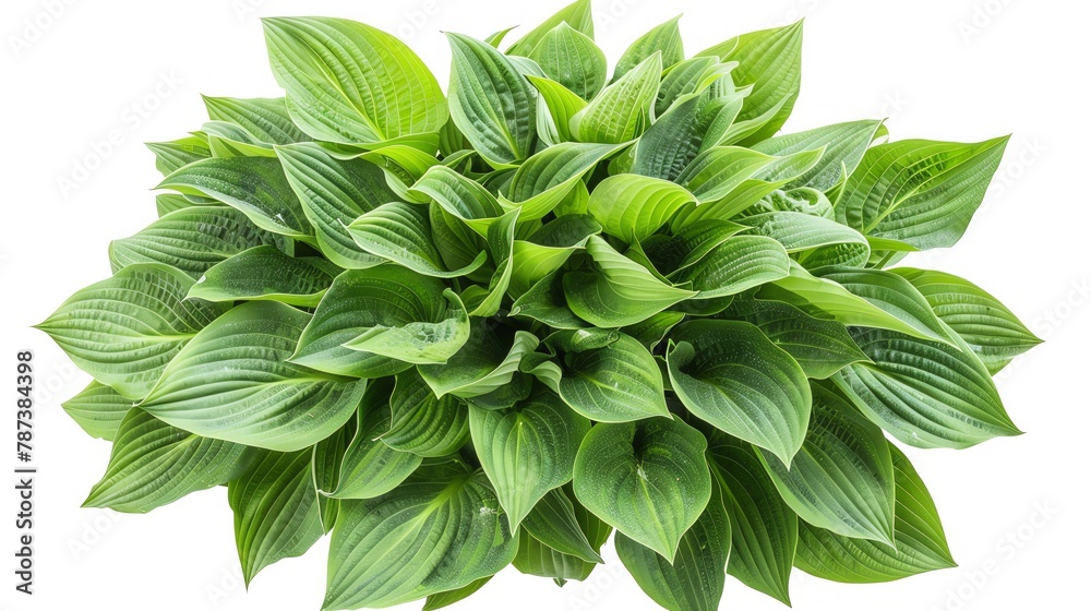 Hosta Plant Known for their lush foliage, top views of hostas display a ...