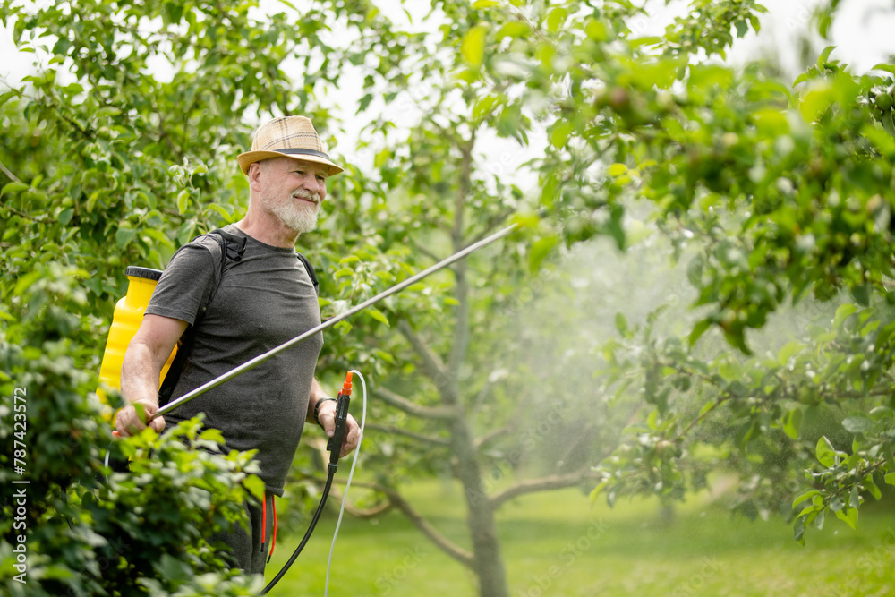 Middle age gardener with a mist fogger sprayer sprays fungicide and ...