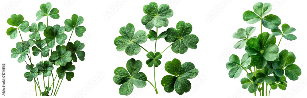 Shamrock flower bush clover plant pack of 3 for St Patrick's Day ...