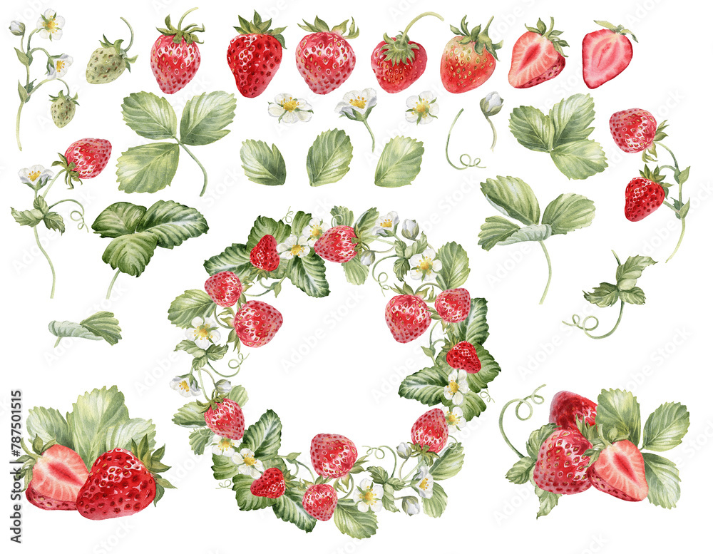 Strawberries watercolor clipart. Strawberry isolated, composition with ...