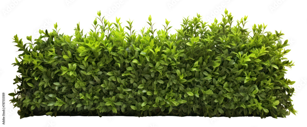 Green Shrub border plant hedge shrub Stock Photo | Adobe Stock