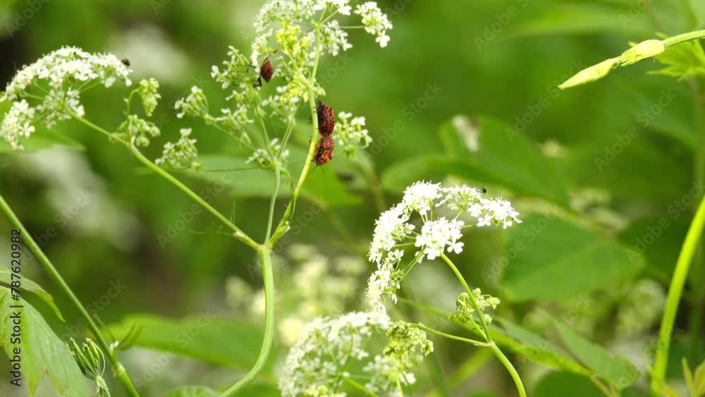 Graphosoma lineatum is shield bug in family Pentatomidae. Body is ...