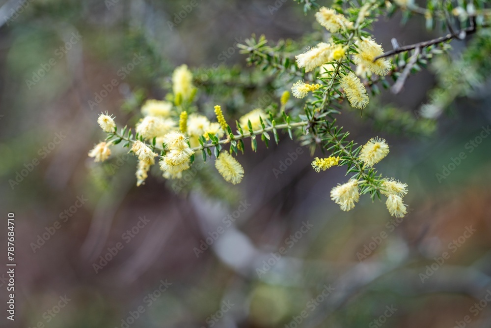 native flowers in the australian bush. native plants growing in summer ...