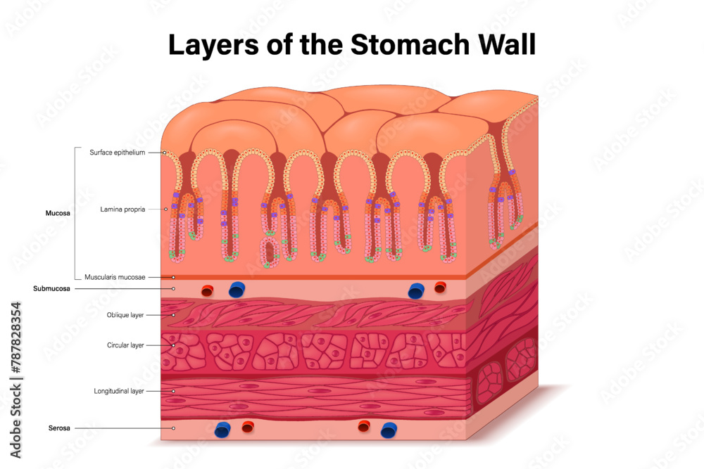 Layers of the stomach wall vector. Anatomy of the structure. Digestive ...