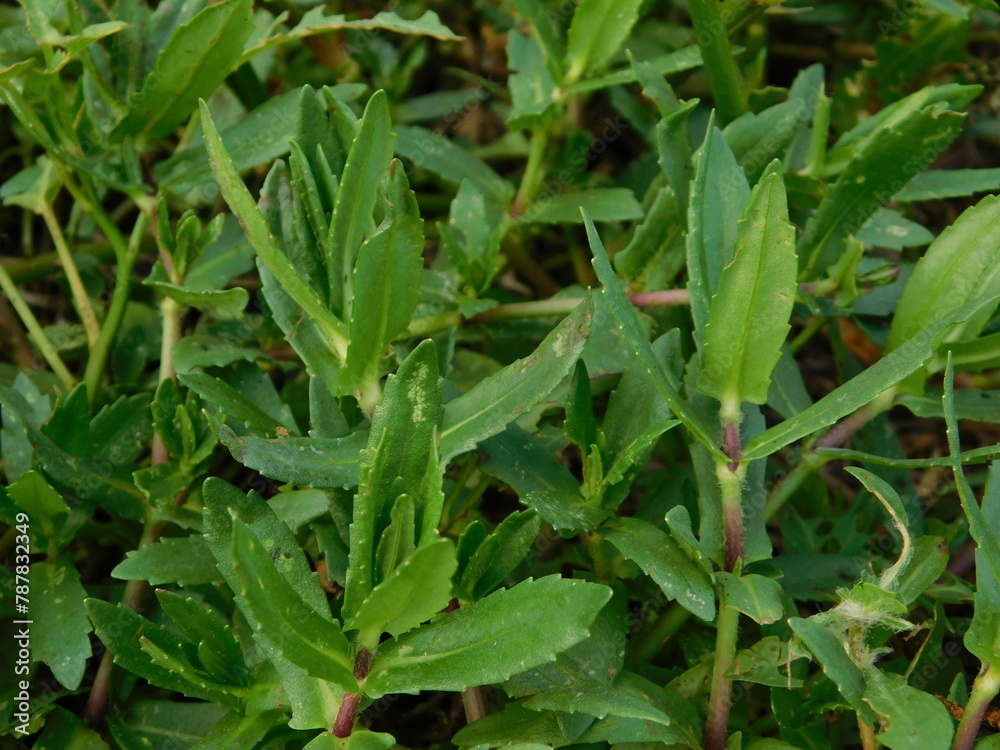 Frogfruit (Phyla nodiflora) Aka Turkey tangle fogfruit, Capeweed ...