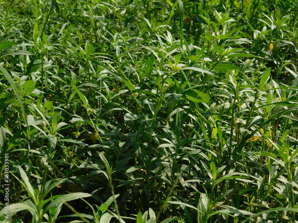 Frogfruit (Phyla nodiflora) Aka Turkey tangle fogfruit, Capeweed ...