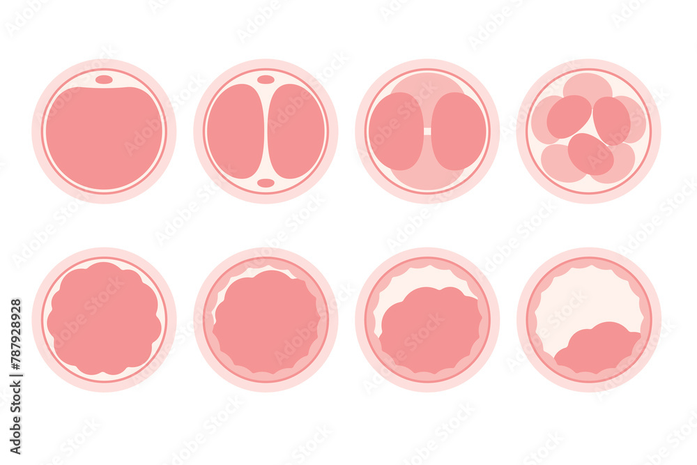 Poster Stages of Embryo Development – Wall Art | UkPosters