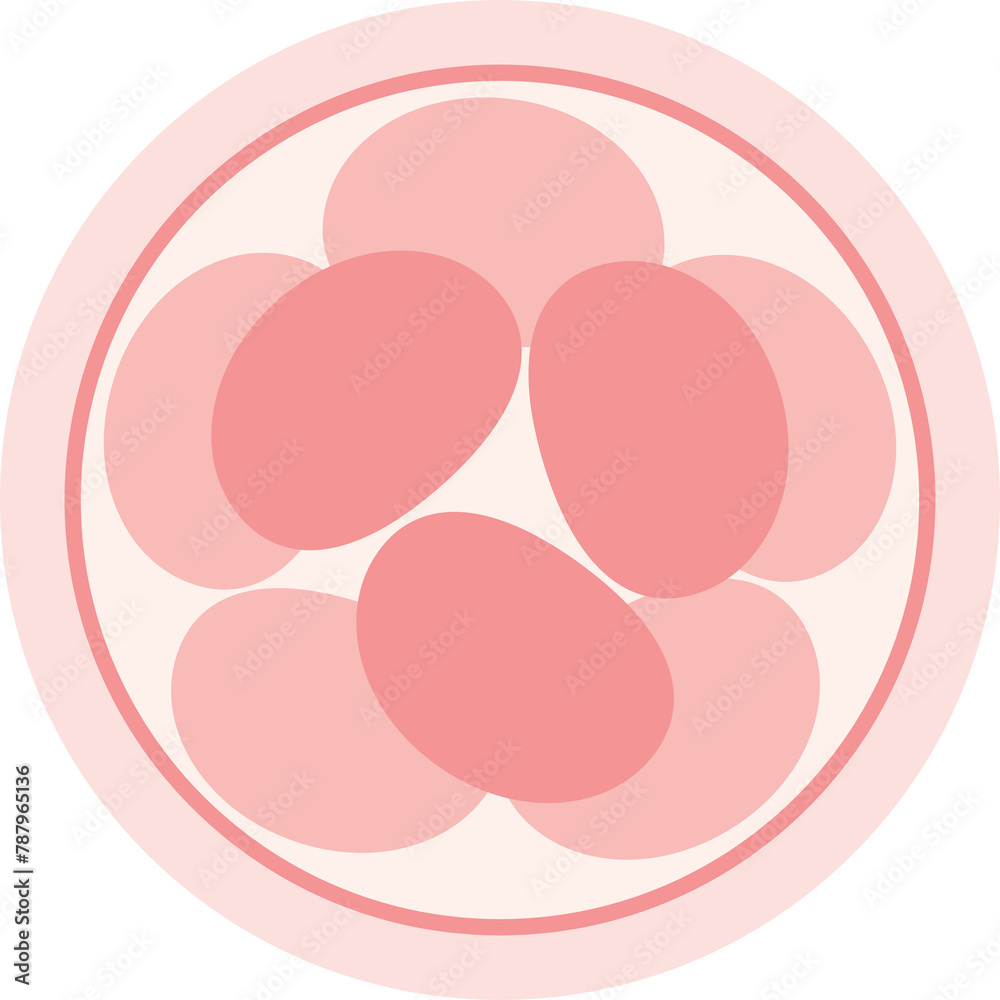 Stages of Embryo Development. Educational medical information. Flat ...
