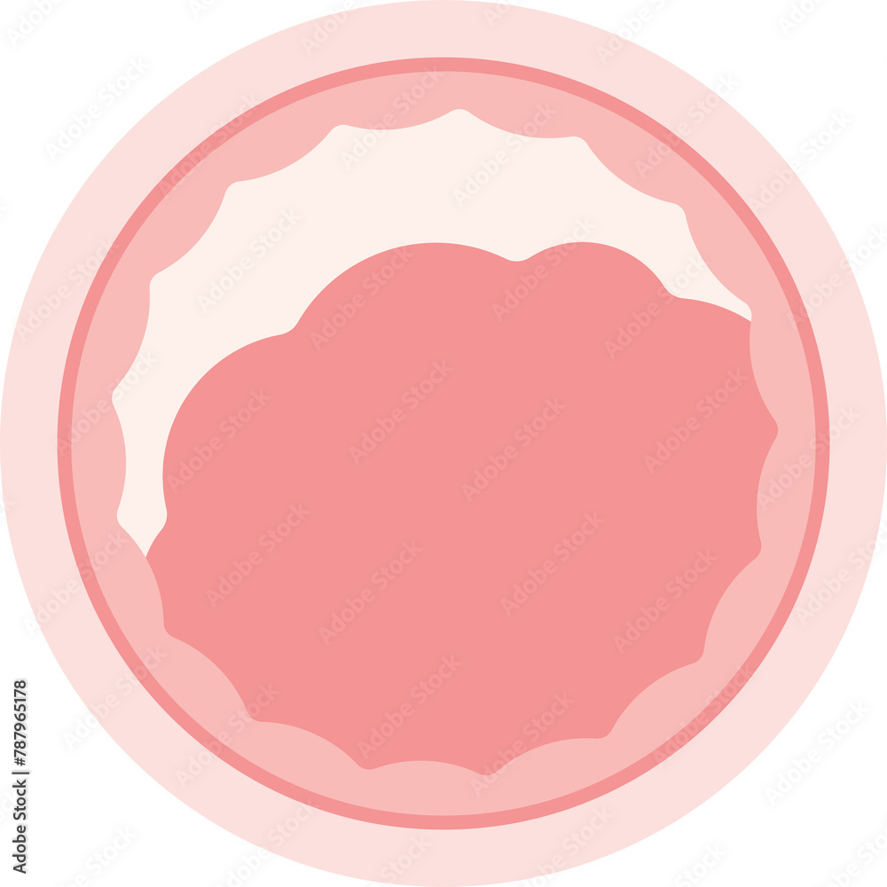 Stages of Embryo Development. Educational medical information. Flat ...