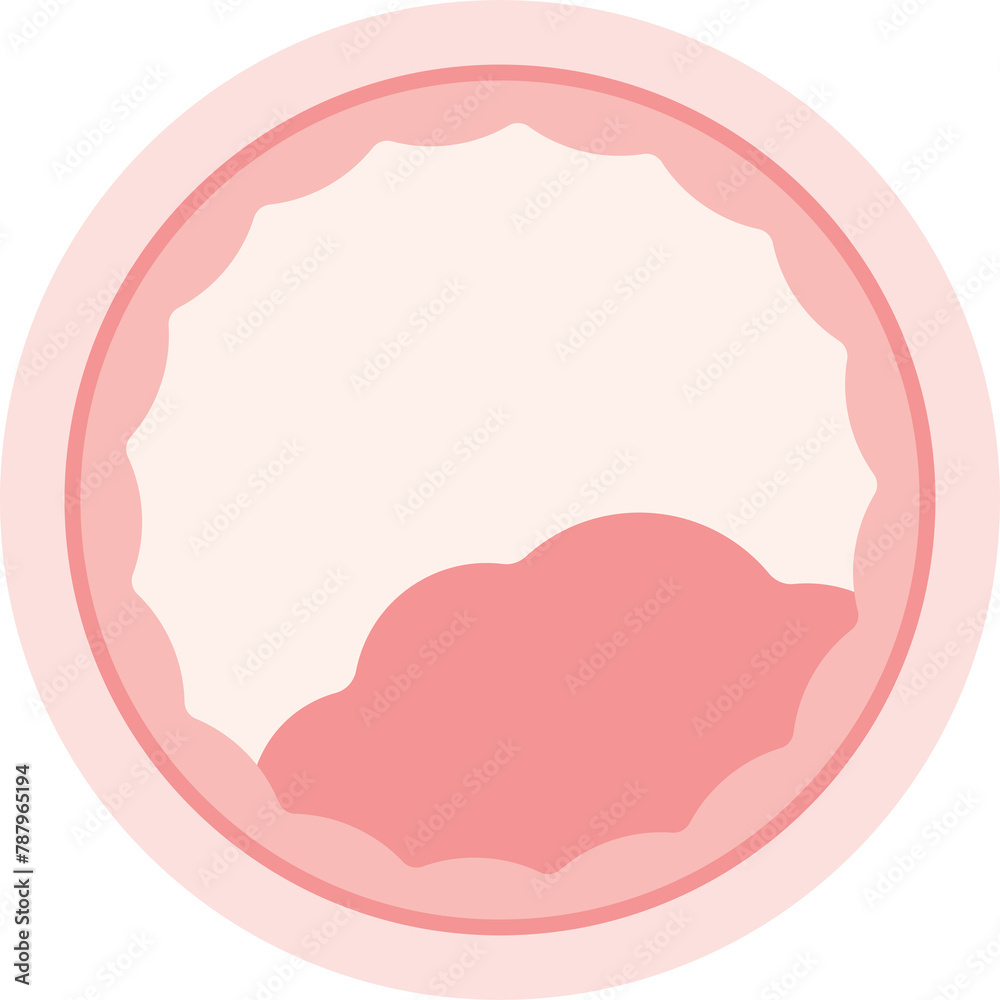 Stages of Embryo Development. Educational medical information. Flat ...
