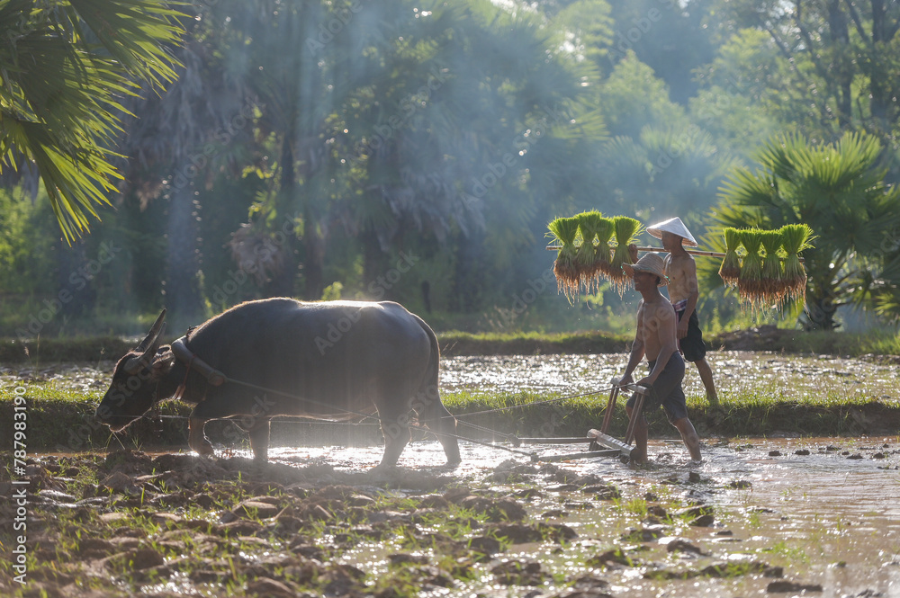 Farmer ploughing a paddy field with a water buffalo and a farmer ...