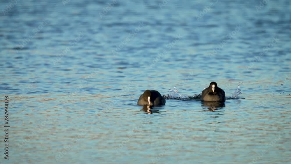 Ducks Flock Swimming Together in Lake. Black birds diving underwater ...