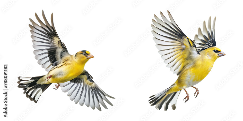 American Goldfinches in Flight - Isolated - Transparent Background ...