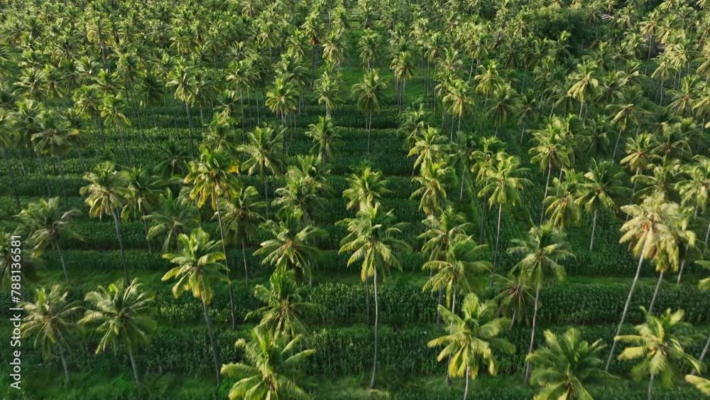 Aerial treetop view coconut plantation with corn intercropping in ...
