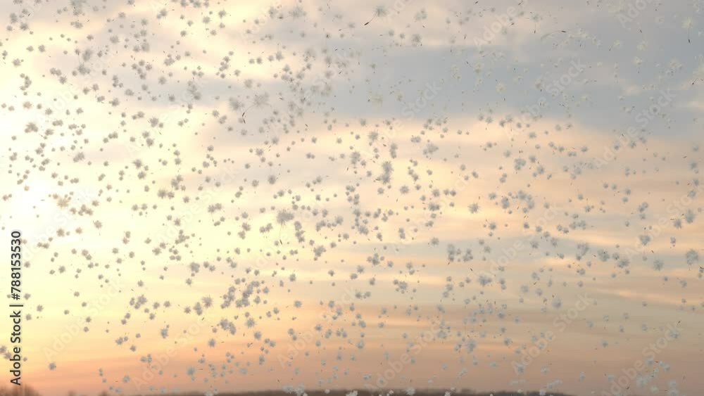 Vidéo Stock A seamless looping animation of the dandelion seeds flying ...