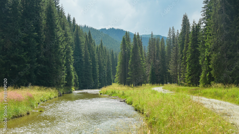 Lotru river flowing out of wild coniferous forests through green ...