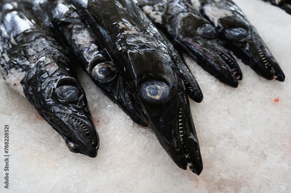 Aphanopus carbo, the black scabbardfish, Espada Fish. Detail of espada ...
