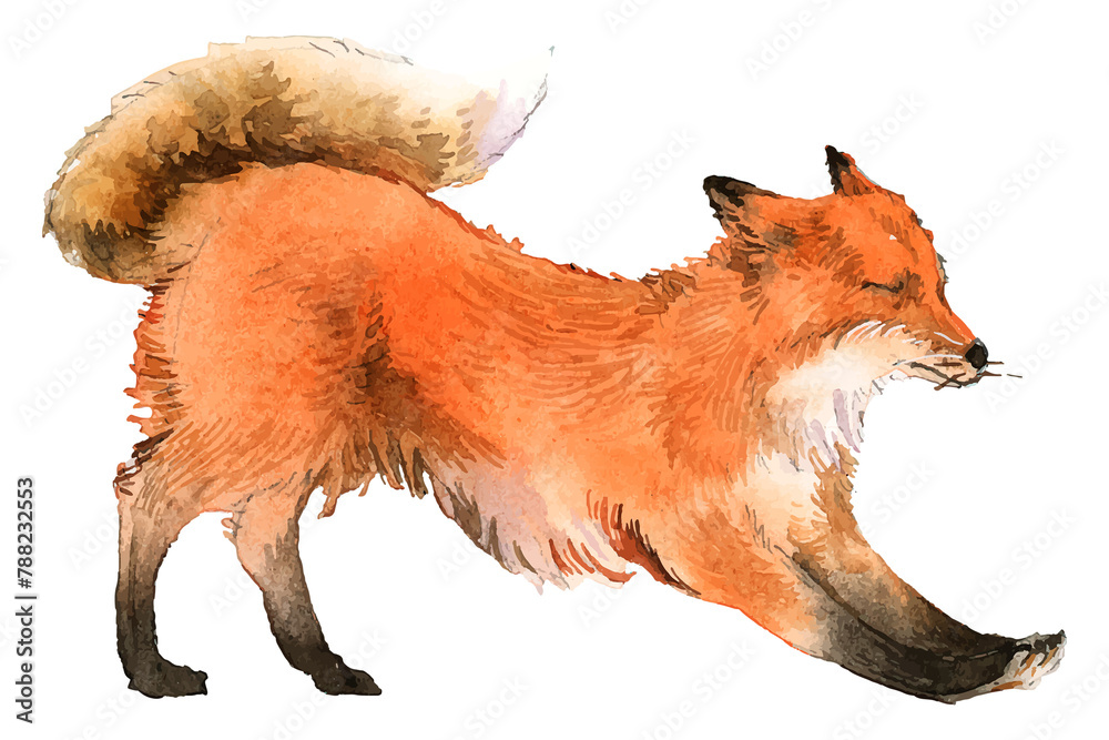 Stretching fox png clipart, watercolor animal illustration on ...