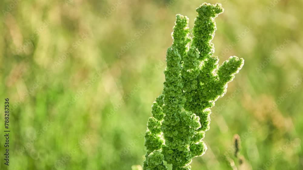 Rumex longifolius, commonly known as dooryard dock or northern dock, is ...
